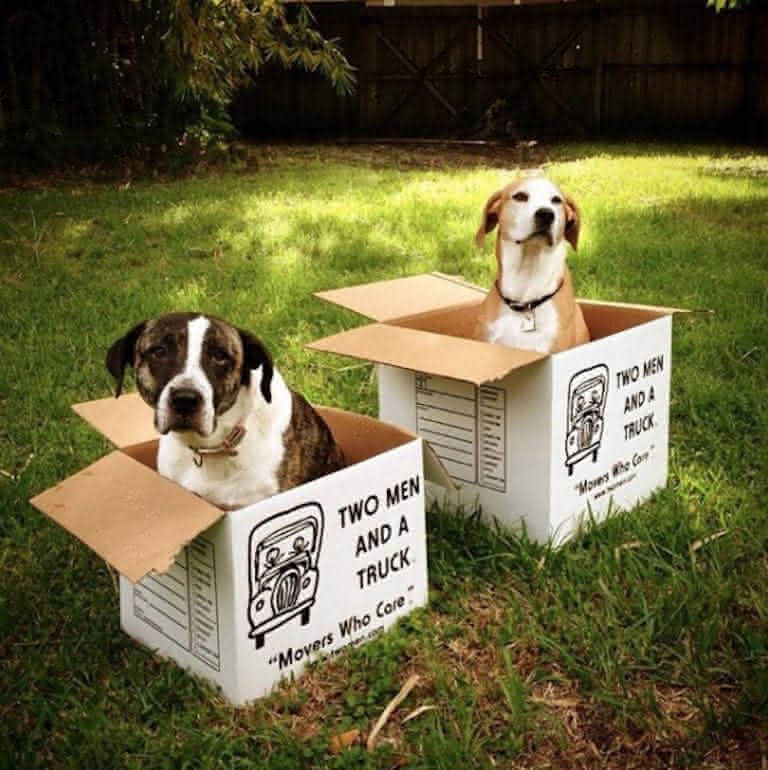 Top 10 tips for moving with dogs